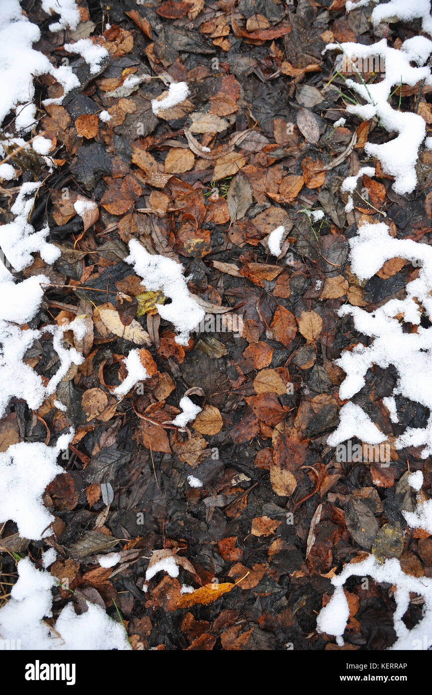 The leaves have fallen to the ground and a dusting of the first snow ...