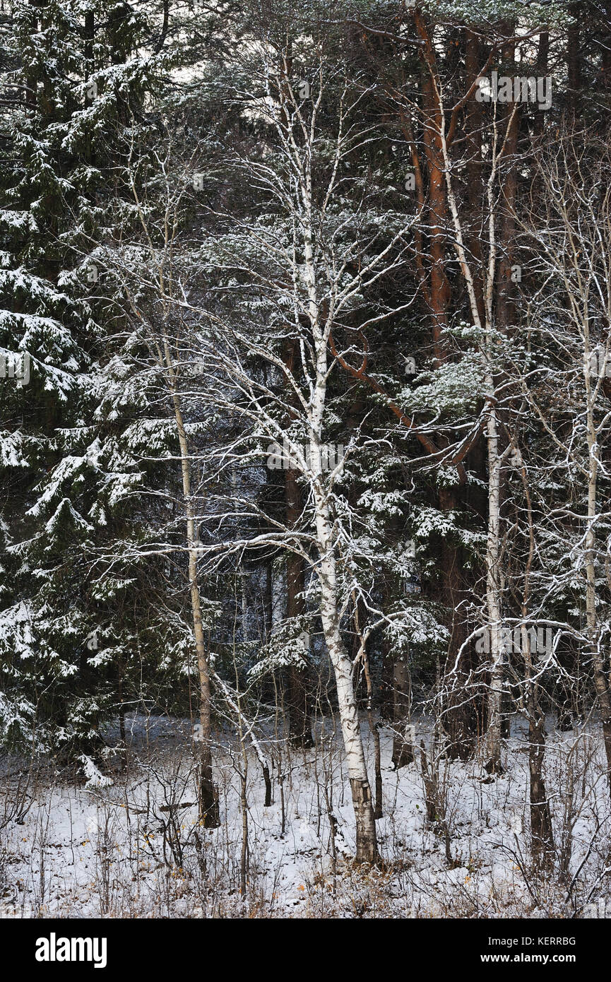 First snowfall trees hi-res stock photography and images - Alamy