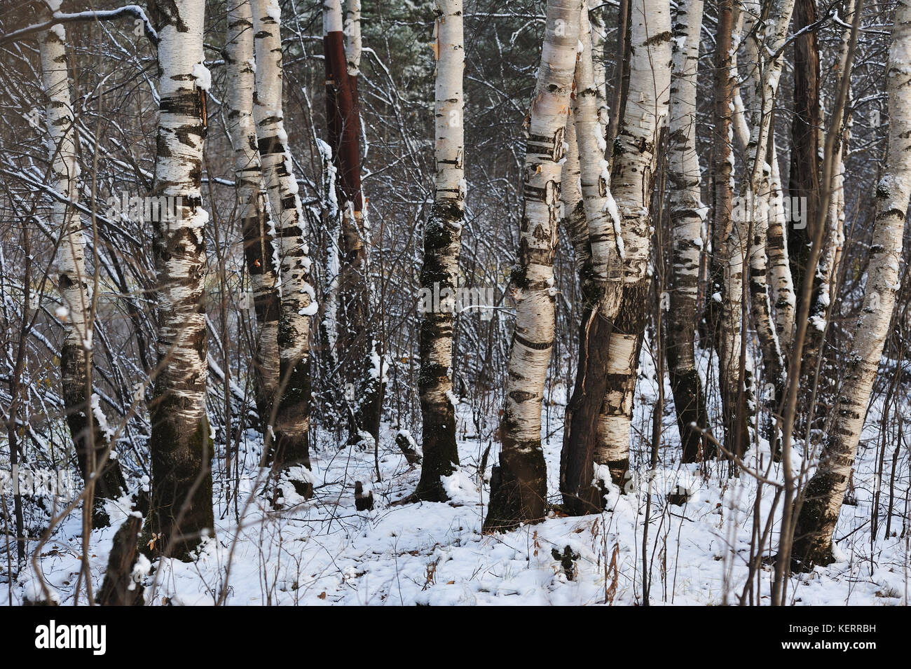 Close up of birch trees after the first snowfall Stock Photo - Alamy