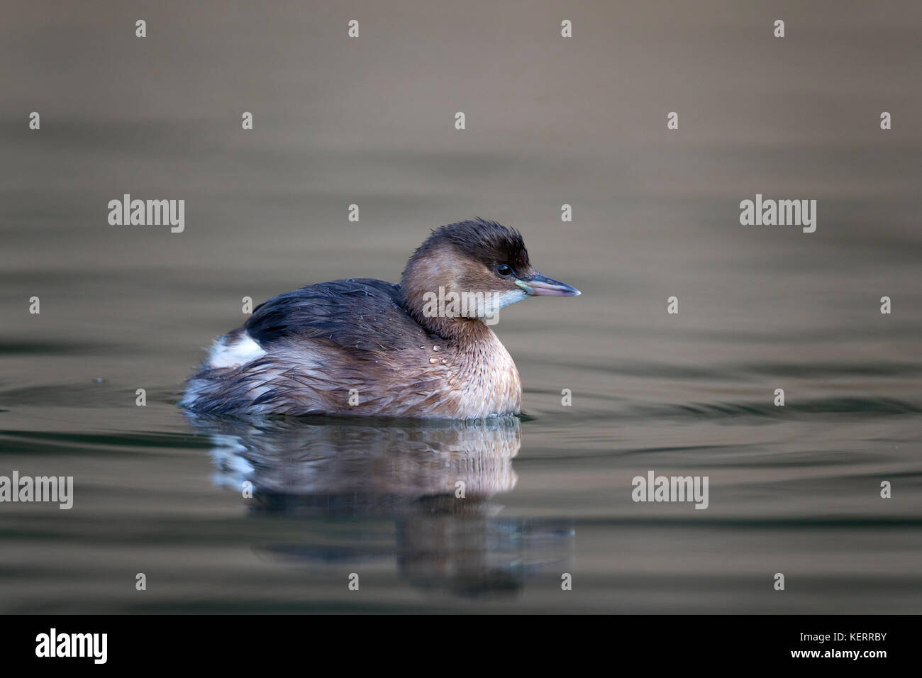Some in winter plumage hi-res stock photography and images - Alamy