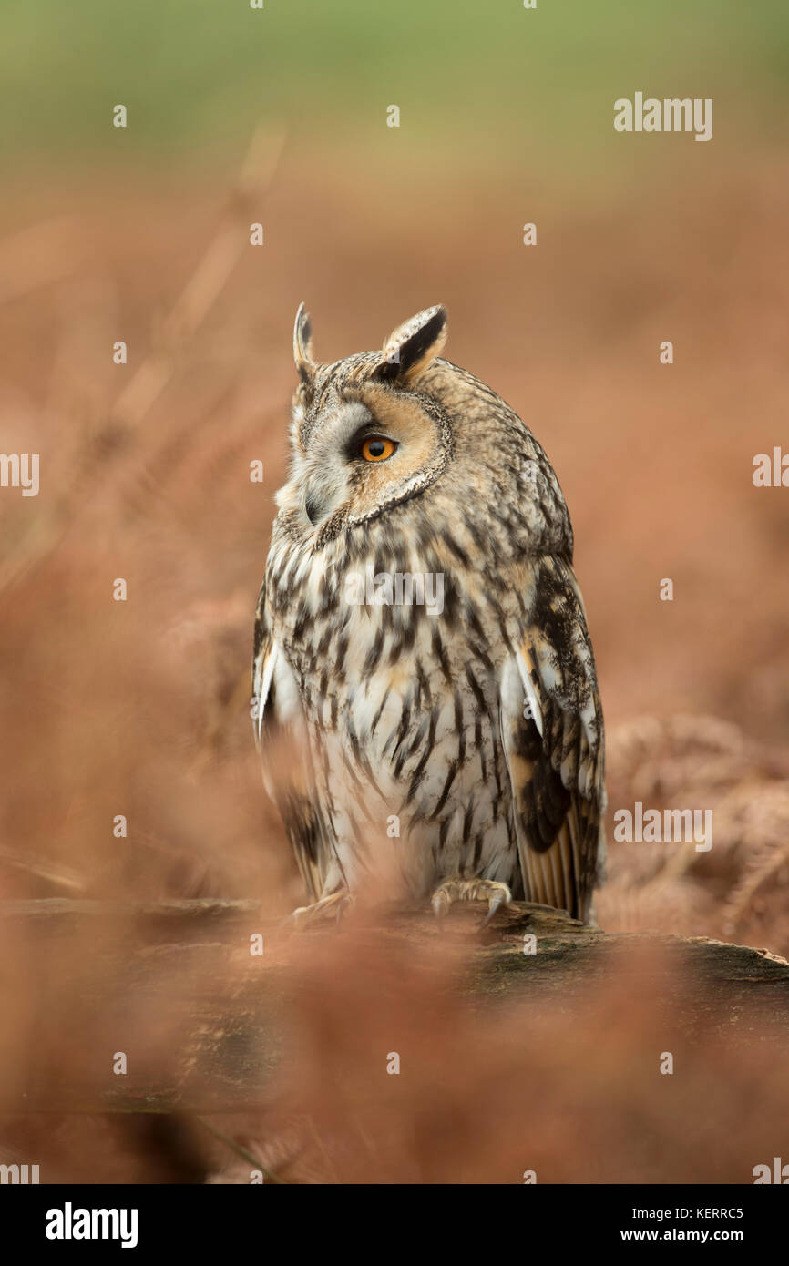 Captive long eared owl hi-res stock photography and images - Alamy