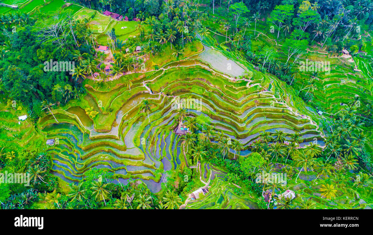 Ubud rice terraces. Bali, Indonesia Stock Photo - Alamy