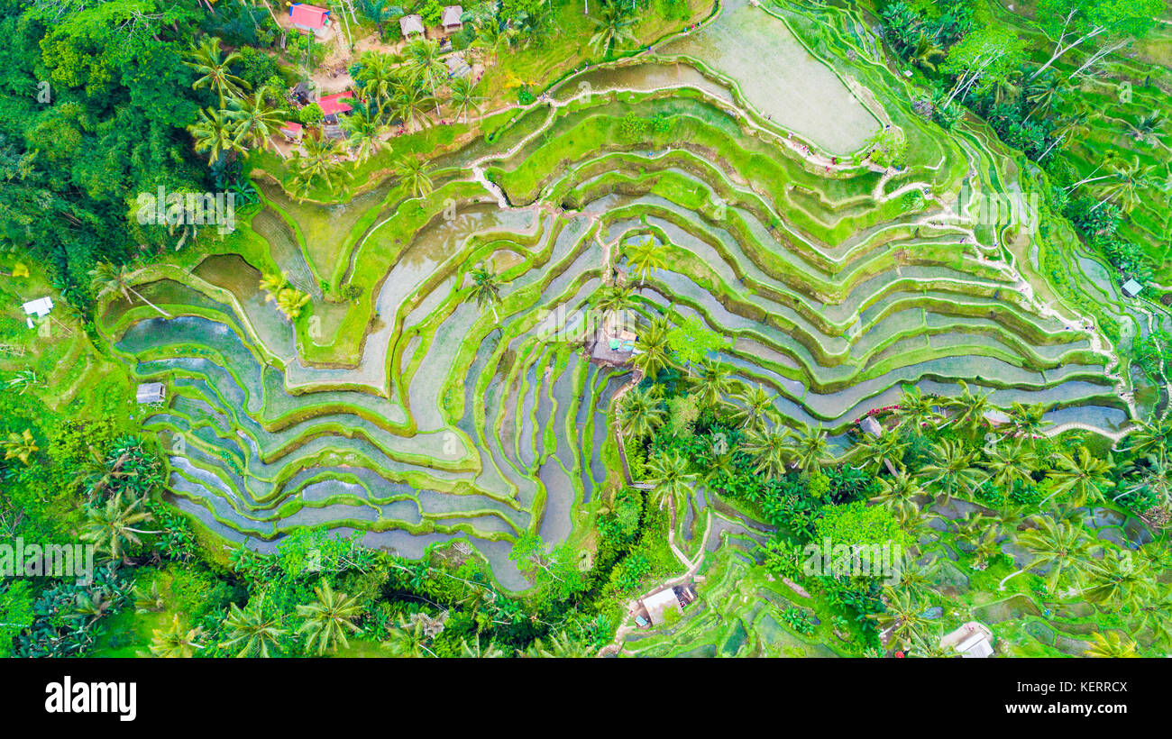 Ubud rice terraces. Bali, Indonesia Stock Photo - Alamy