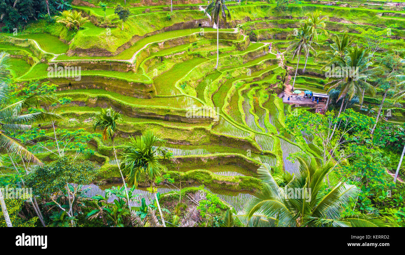 Ubud rice terraces. Bali, Indonesia Stock Photo - Alamy