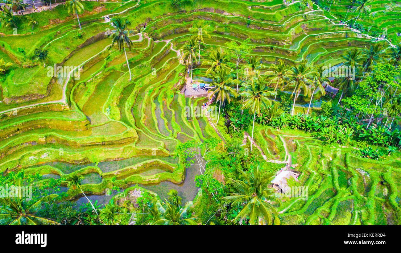 Ubud rice terraces. Bali, Indonesia Stock Photo - Alamy