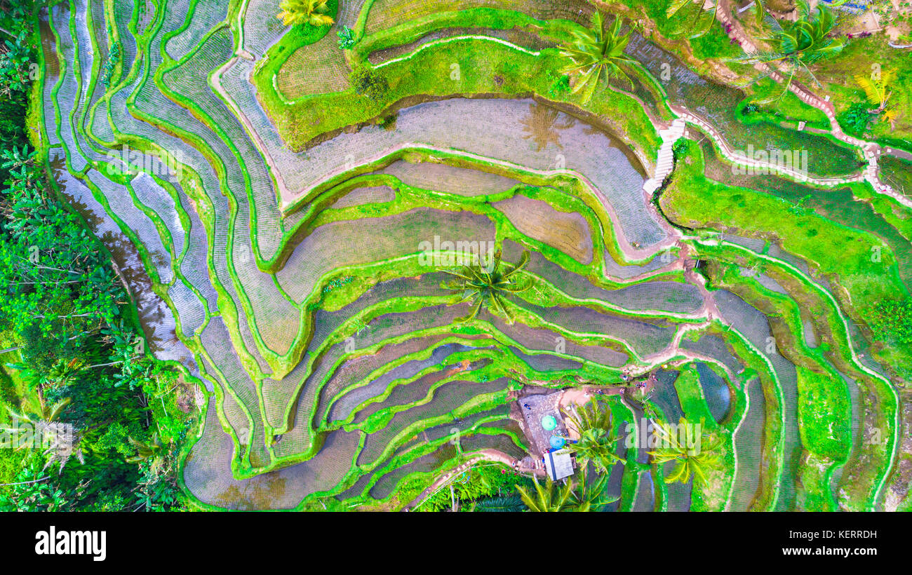 Ubud rice terraces. Bali, Indonesia Stock Photo - Alamy