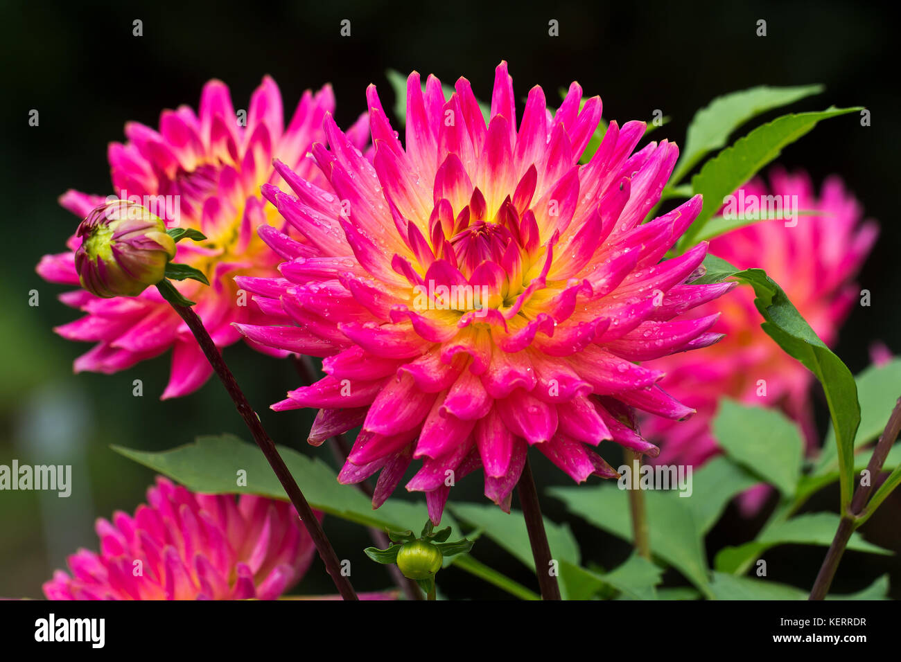 Garden / Dahlia - a very beautiful autumn colors Stock Photo - Alamy