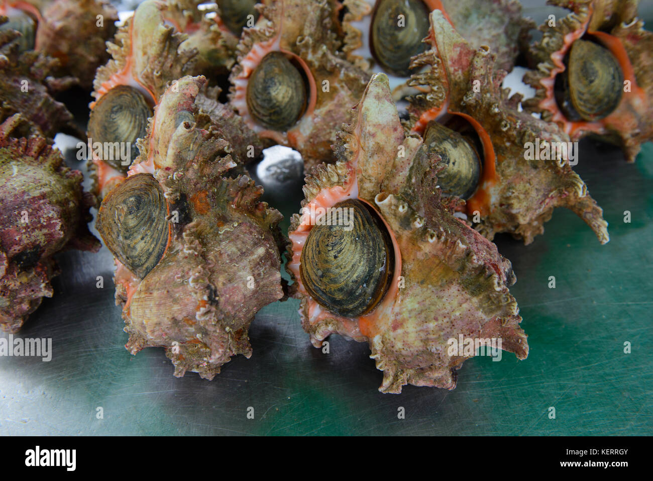 Seashell murex ramosus hi-res stock photography and images - Alamy