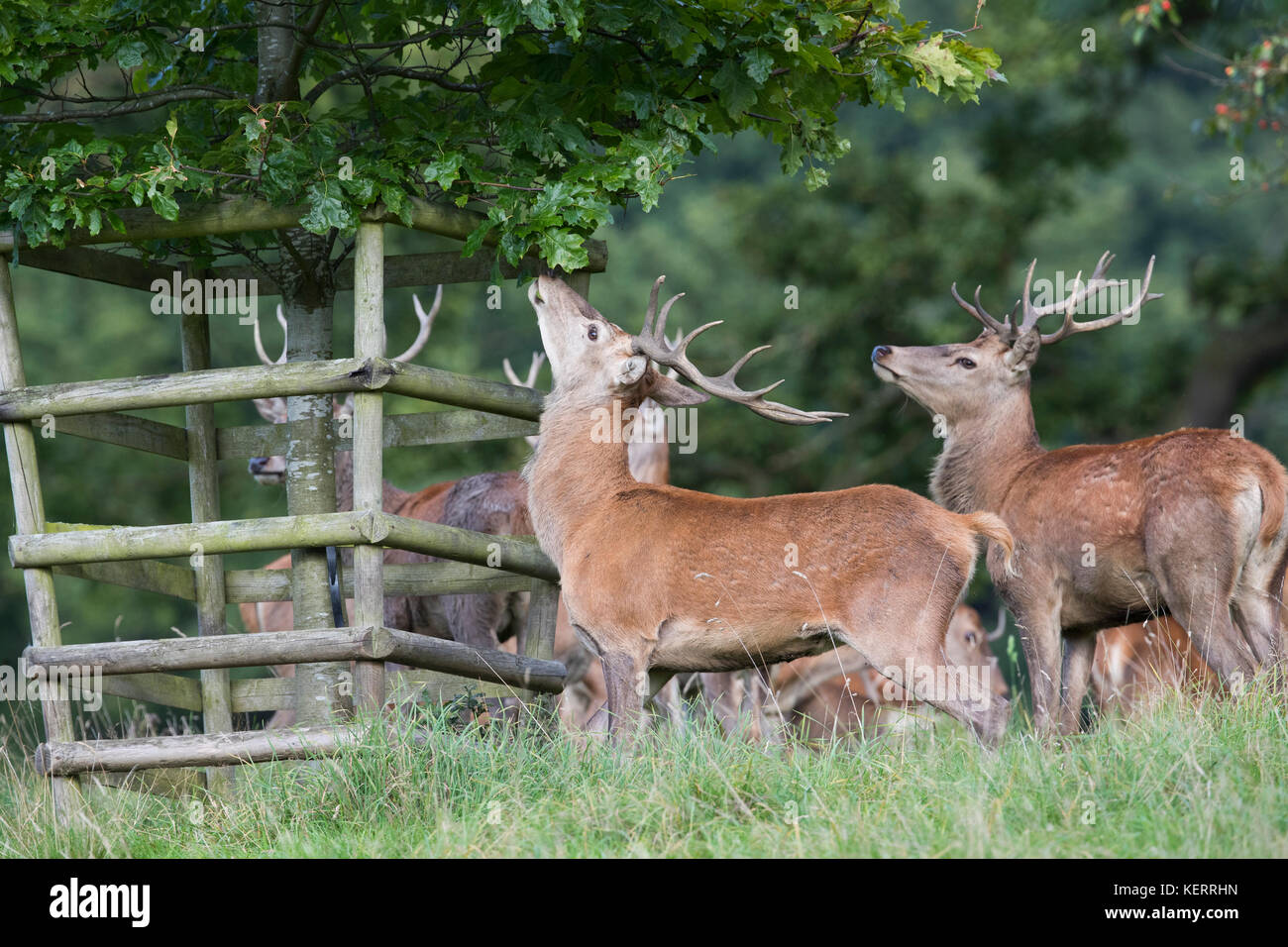 Deer browse hi-res stock photography and images - Alamy