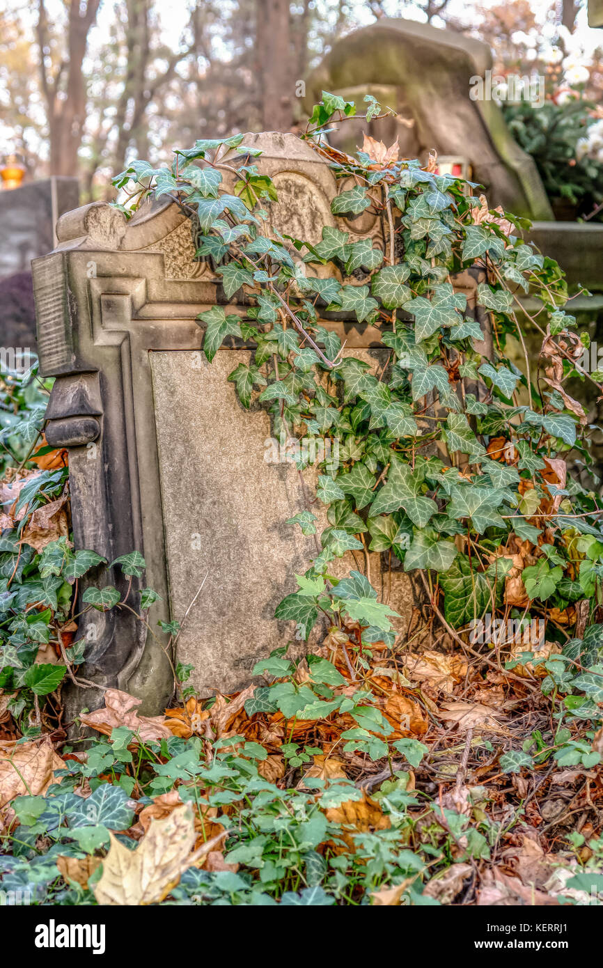 Old forgotten tombstone covered with ivy Stock Photo - Alamy