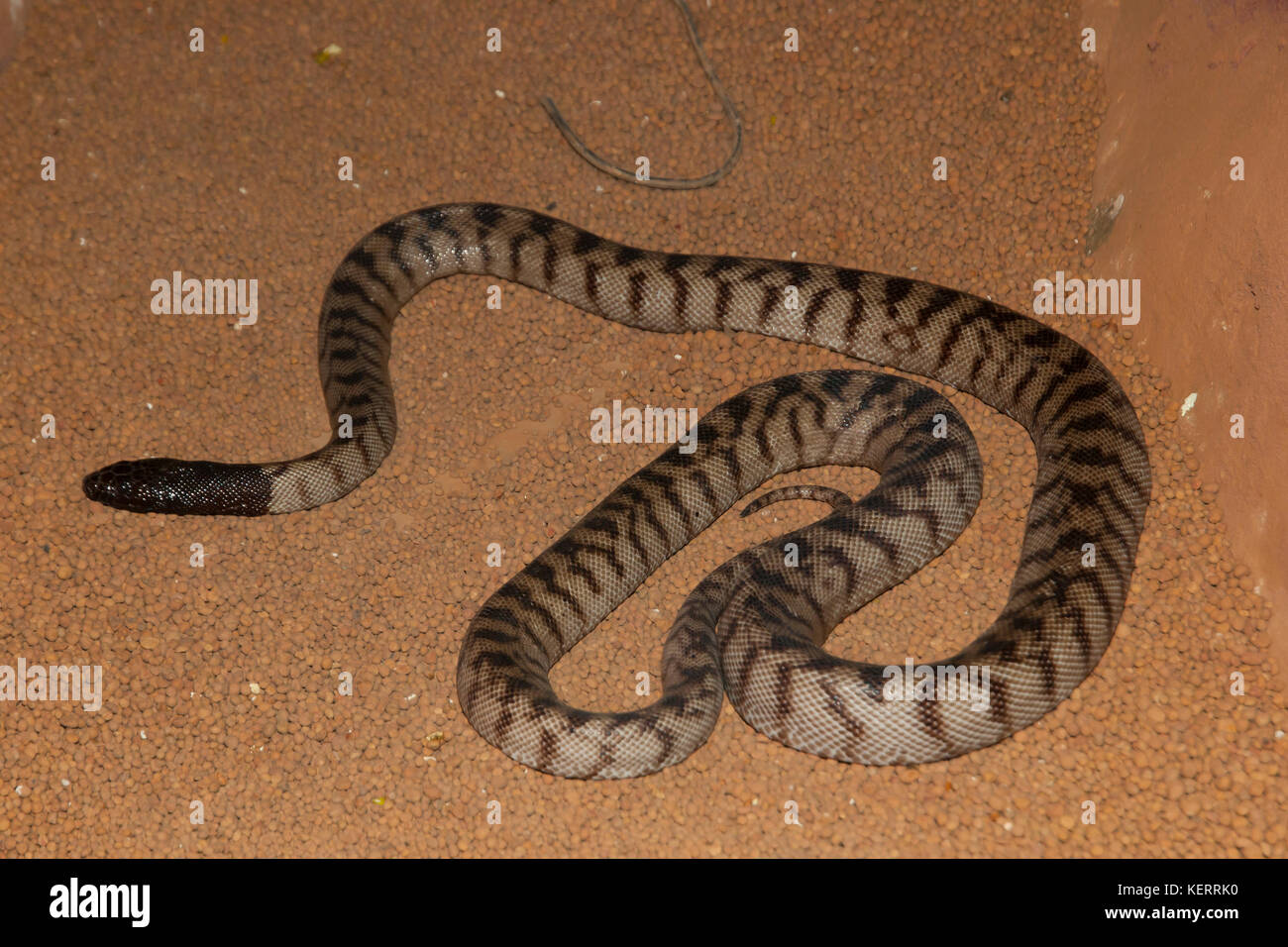 Black Headed Python Stock Photo - Alamy