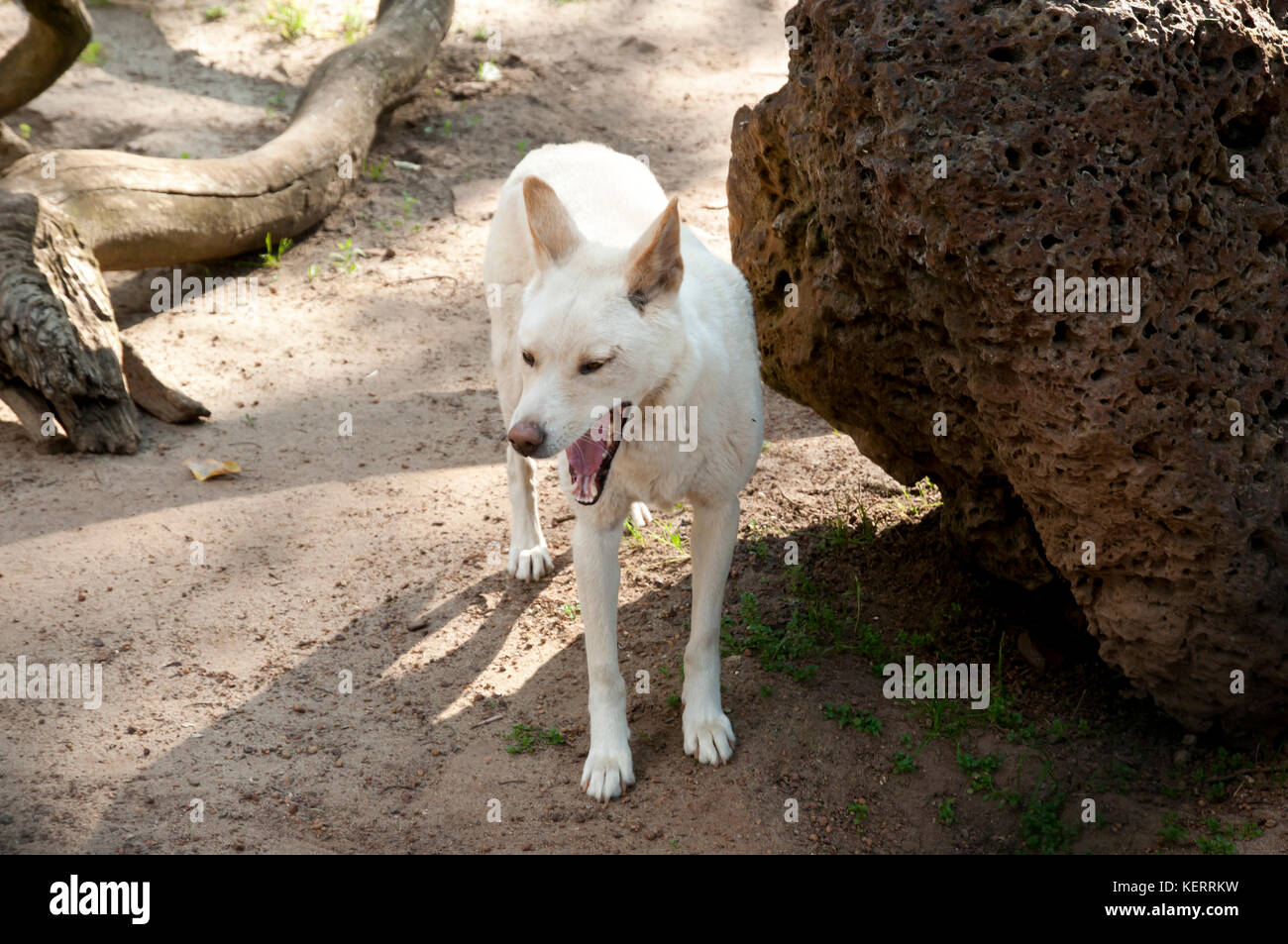 Dingo Dog High Resolution Stock Photography and Images - Alamy