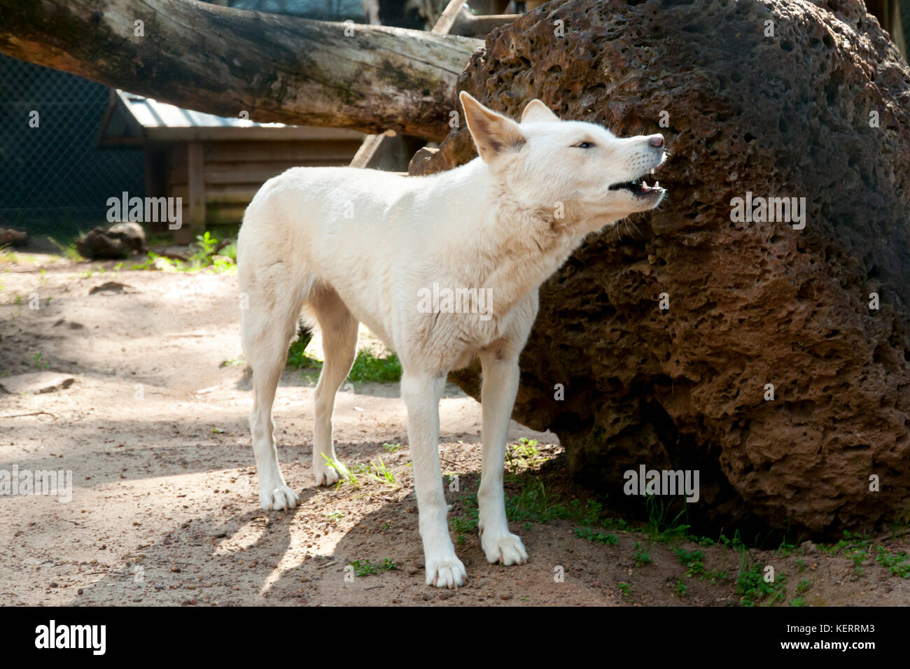 Dingo Dog High Resolution Stock Photography and Images - Alamy