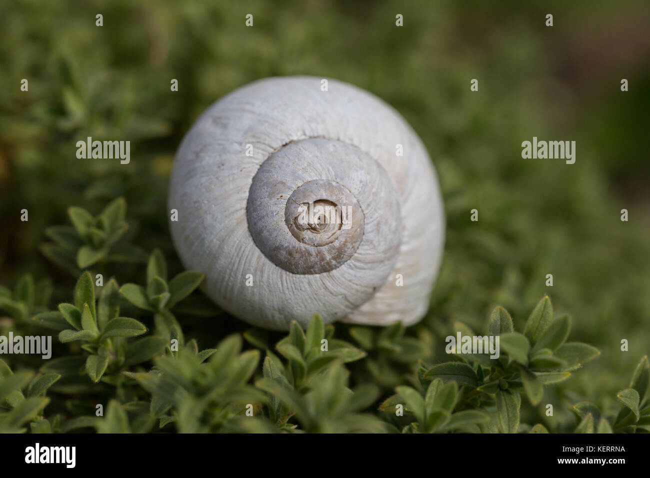 close view of natural white shell of Roman edible snail Stock Photo - Alamy