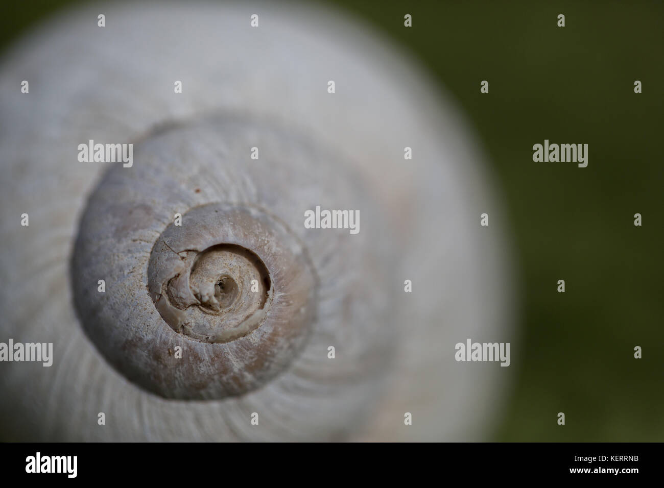 close view of natural white shell of Roman edible snail Stock Photo - Alamy