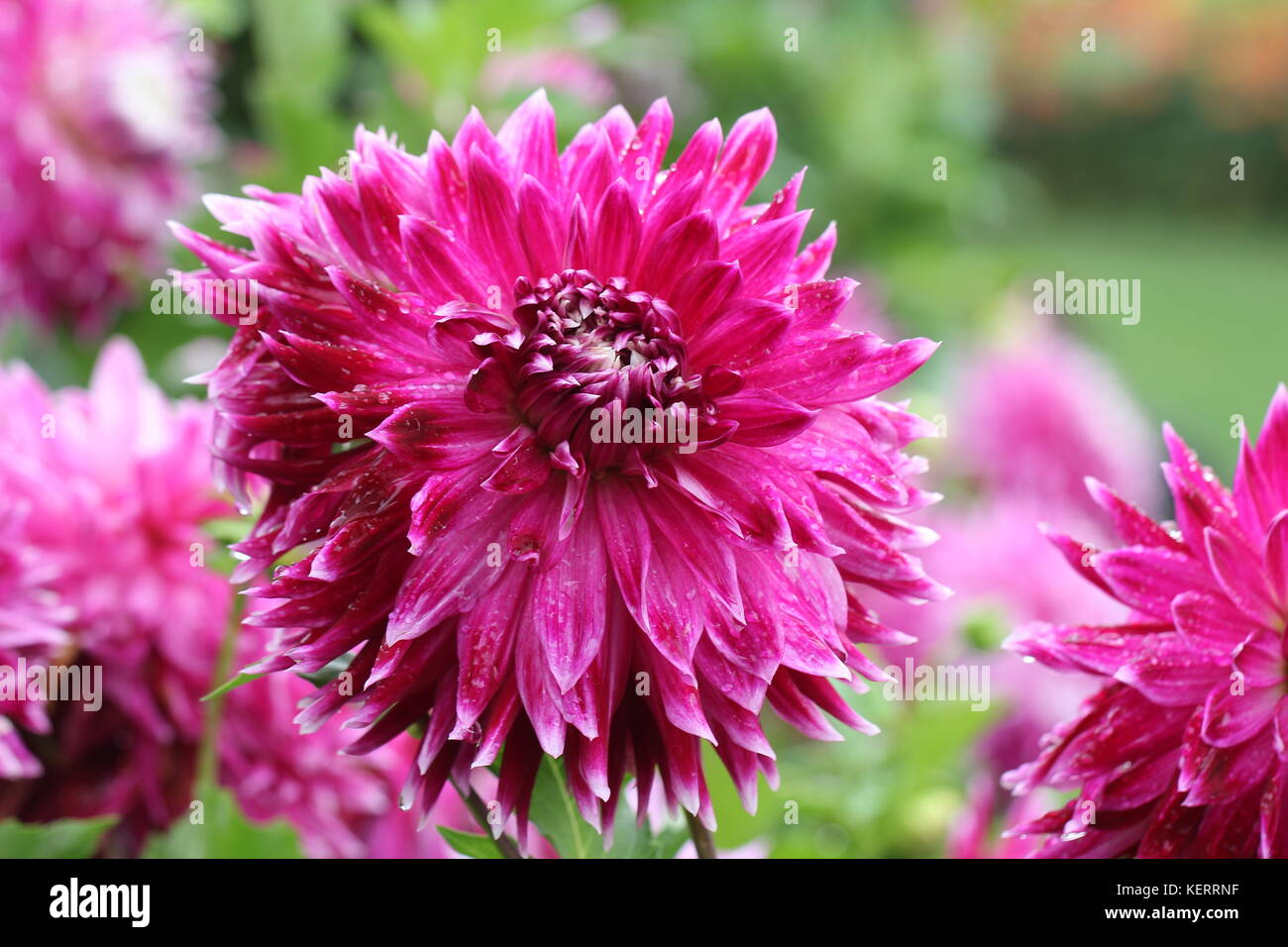 Garden / Dahlia - a very beautiful autumn colors Stock Photo - Alamy