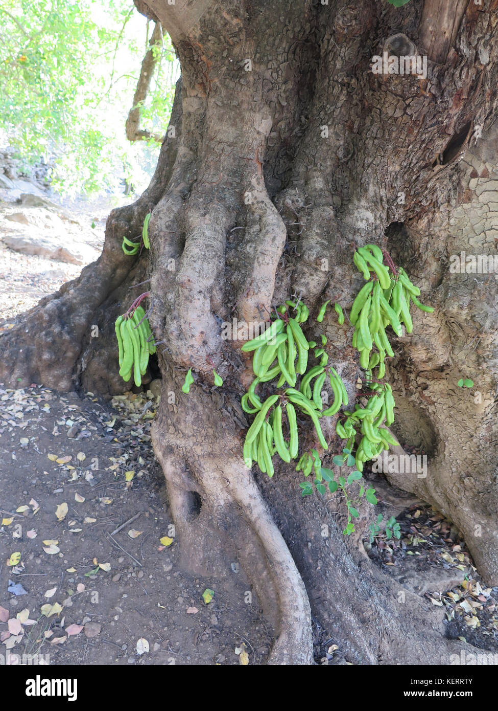 Algarrobo tree hi-res stock photography and images - Alamy