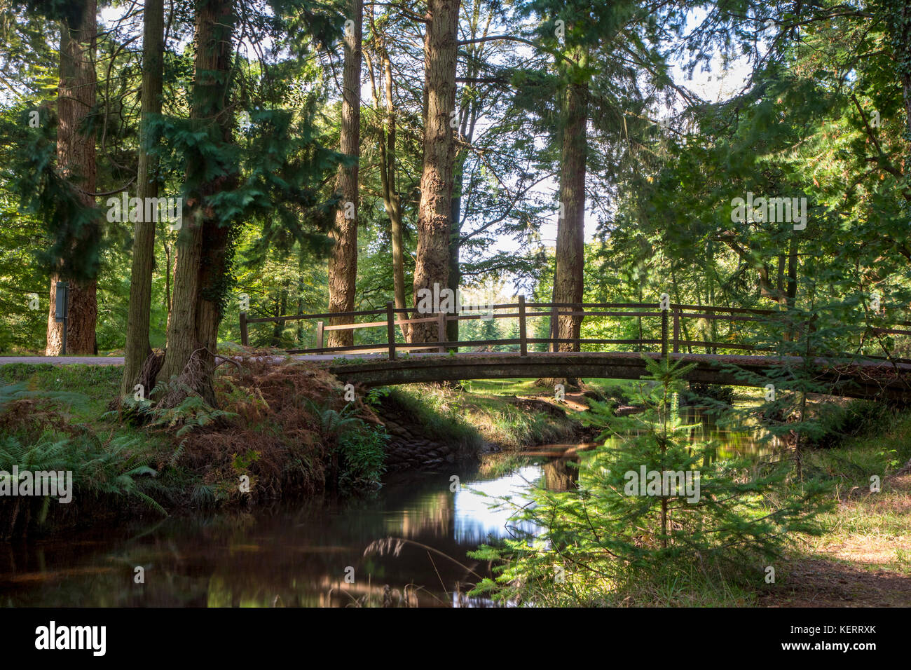 New Forest Hampshire Stock Photo - Alamy