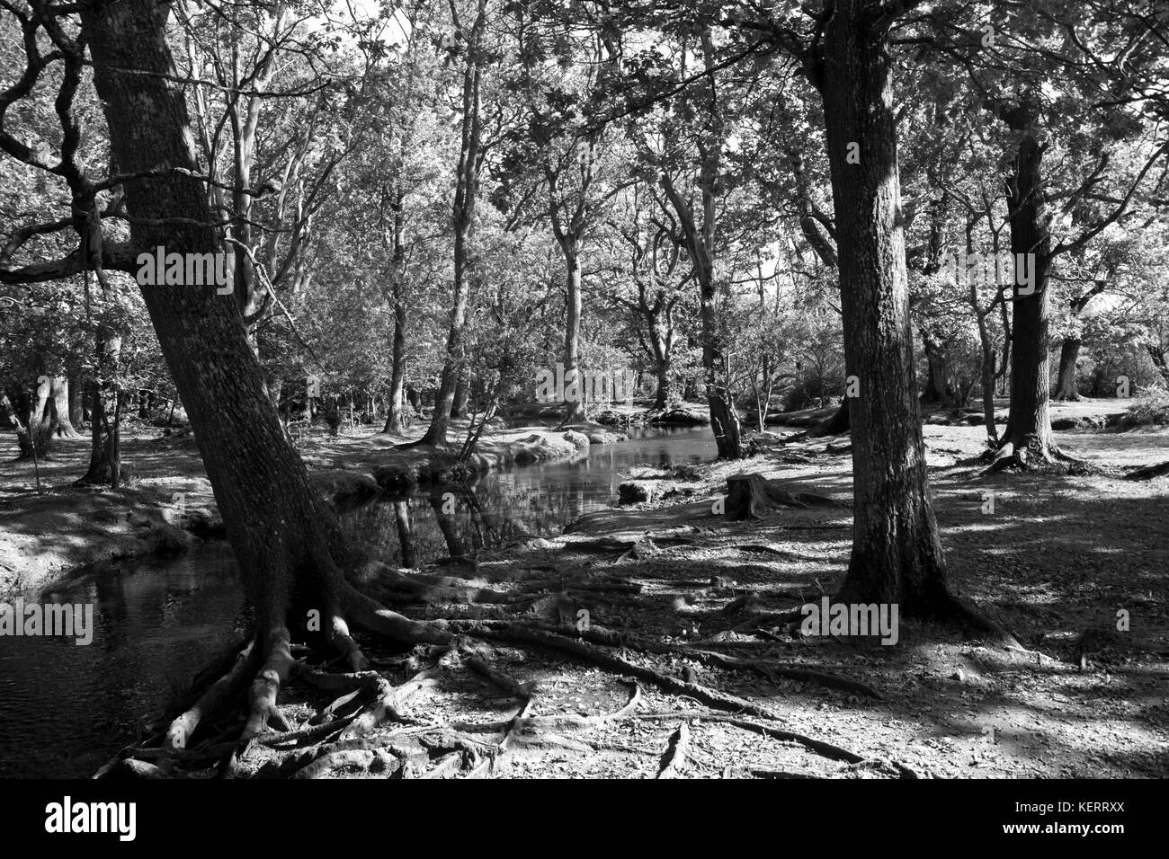 New forest hunting Black and White Stock Photos & Images - Alamy