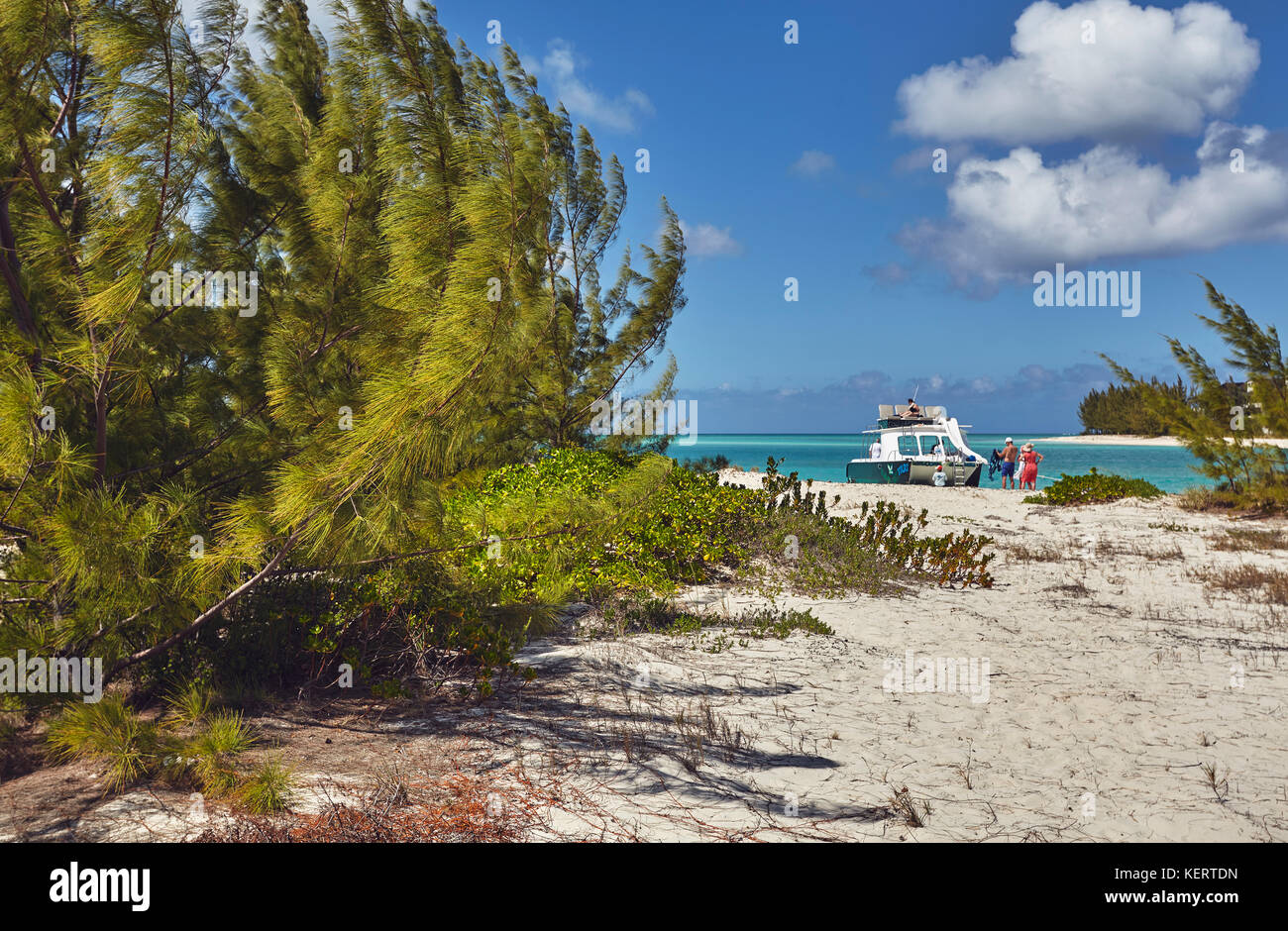 Casuarina trees and other vegetation colonising the sandy shore of a ...
