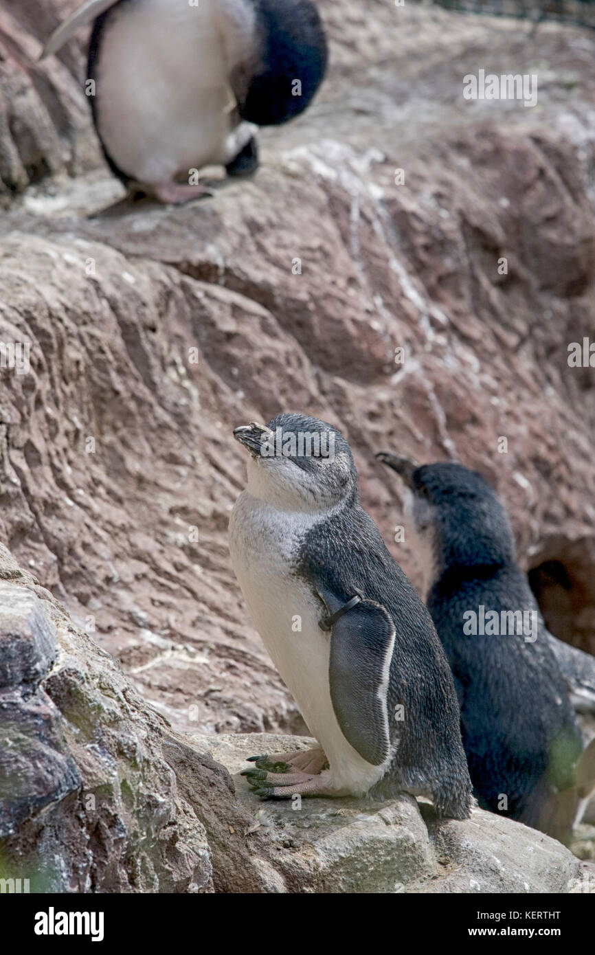 A small group of blue penguins Stock Photo - Alamy