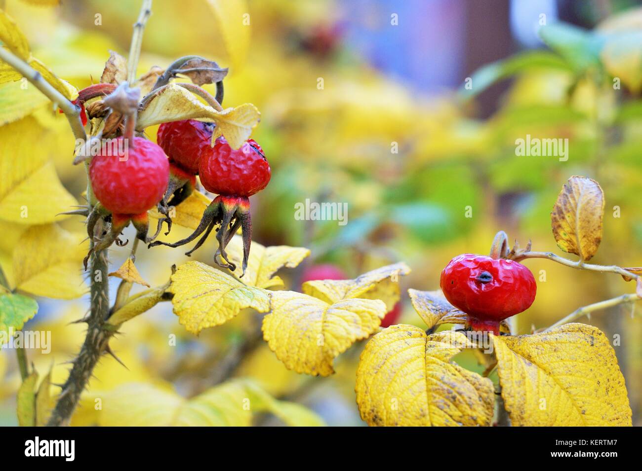 Tea shades hi-res stock photography and images - Alamy