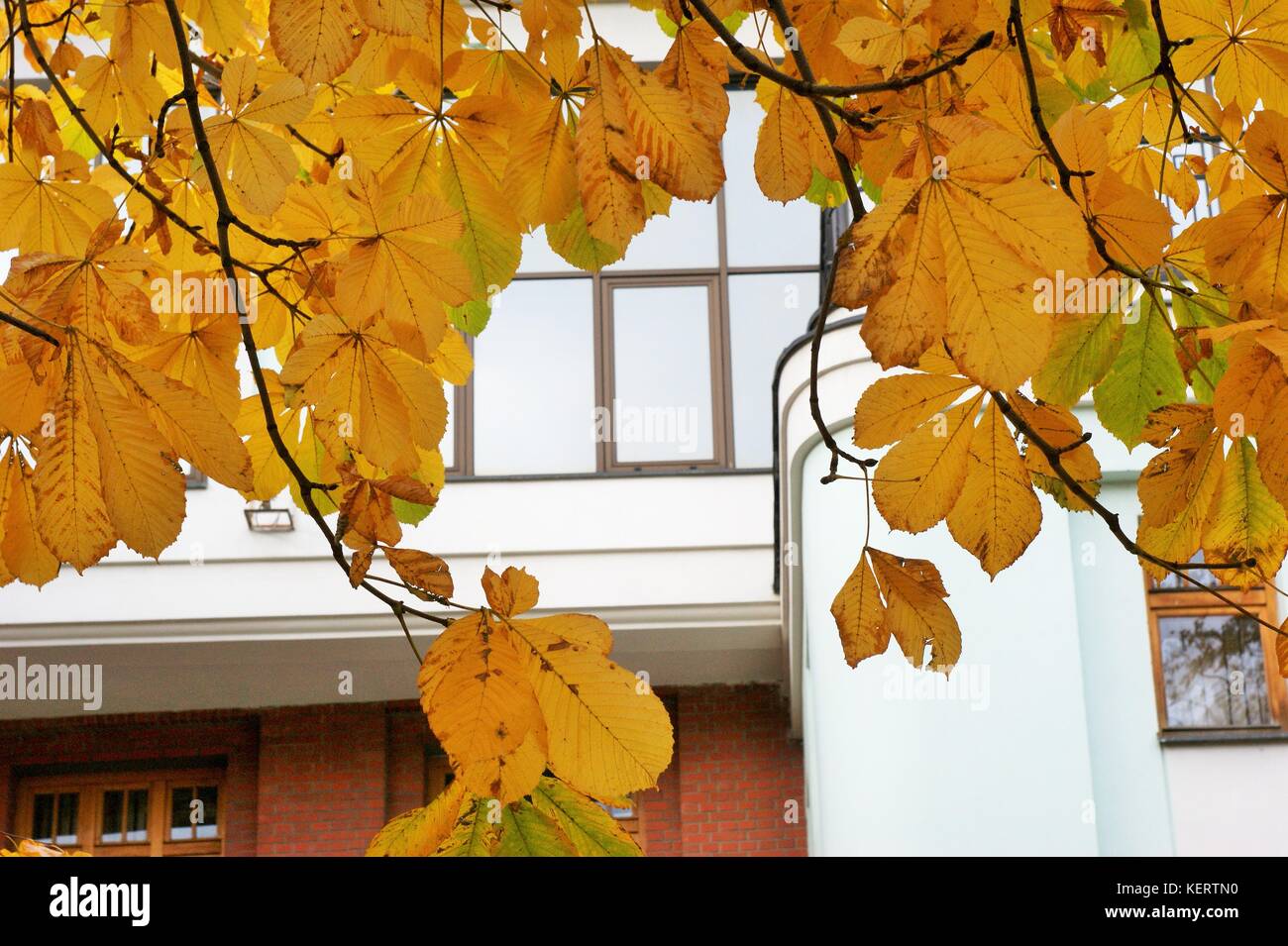 types of autumn Stock Photo - Alamy