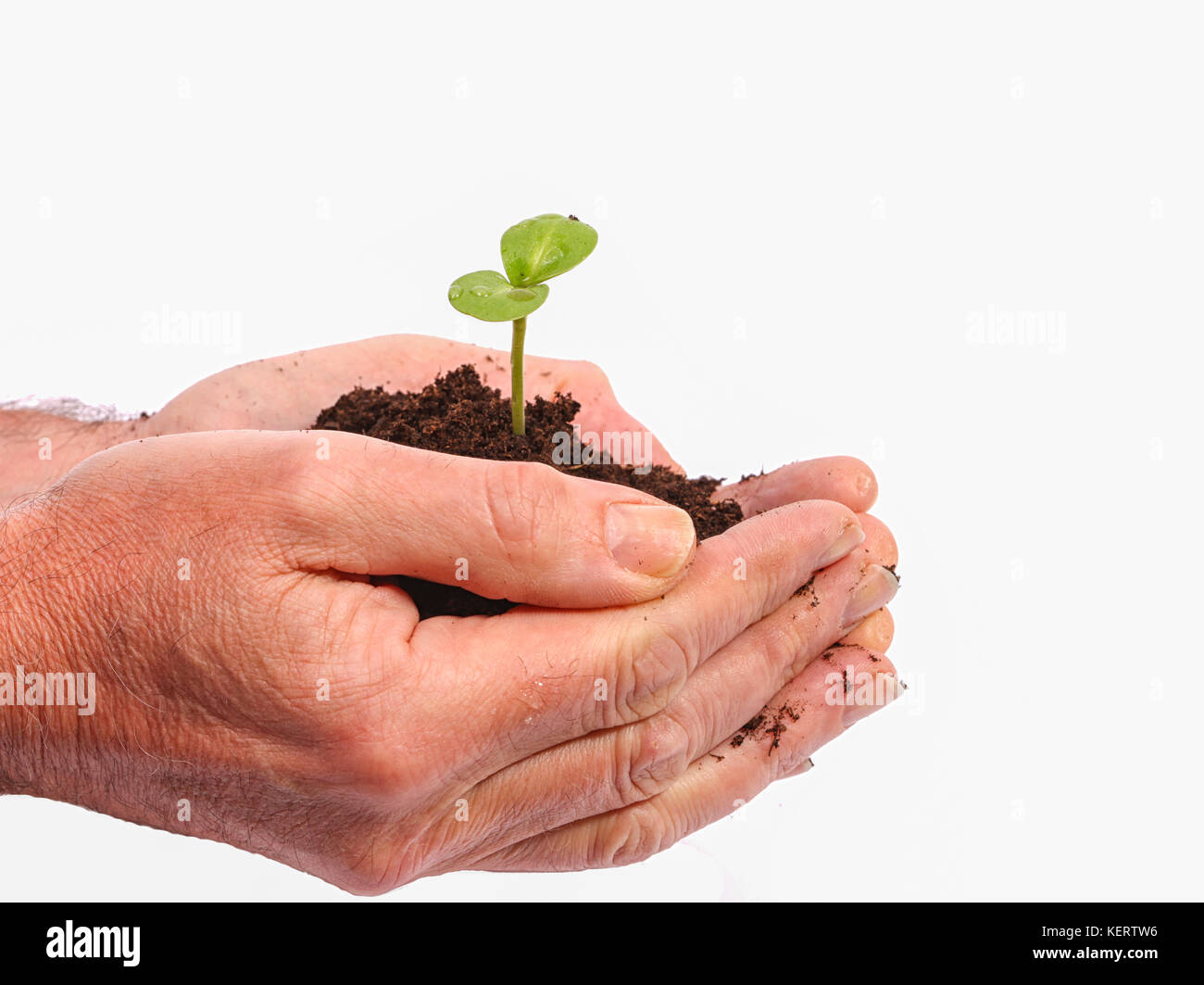 Sprout growing in earth in hands Stock Photo - Alamy