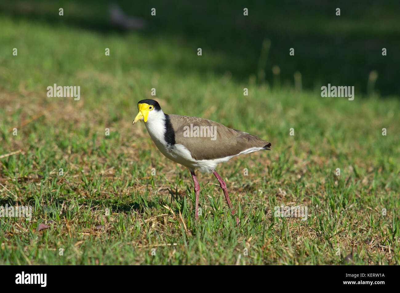 Australian feathered wildlife hi-res stock photography and images - Alamy