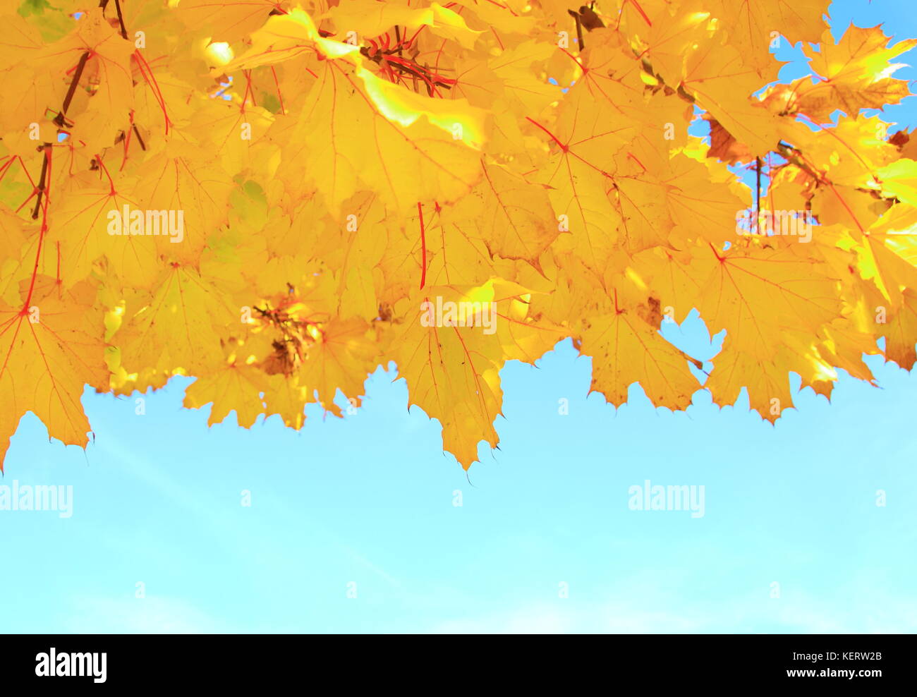 Auutmn Leaves High Resolution Stock Photography and Images - Alamy