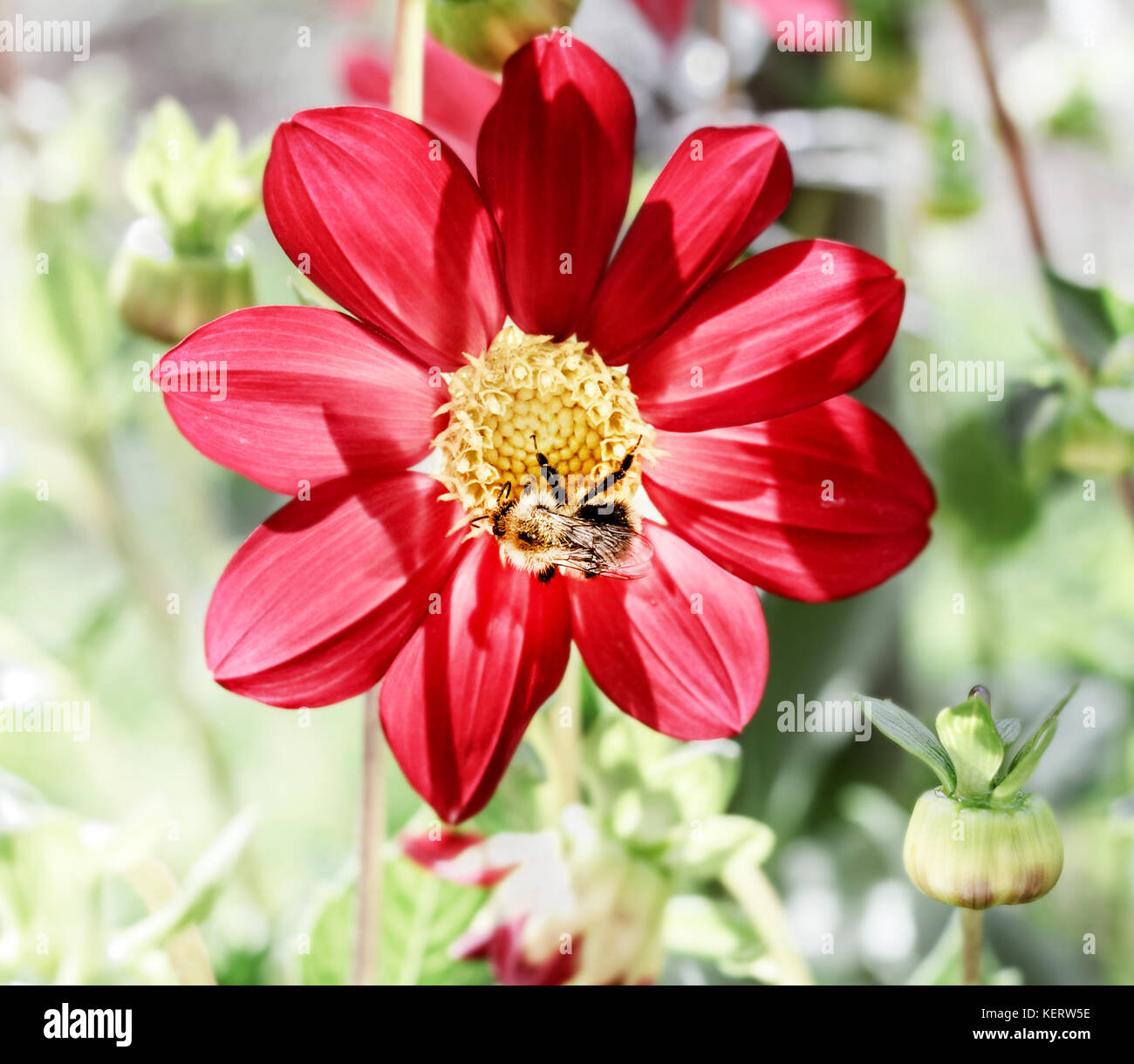 Super red bee hi-res stock photography and images - Alamy