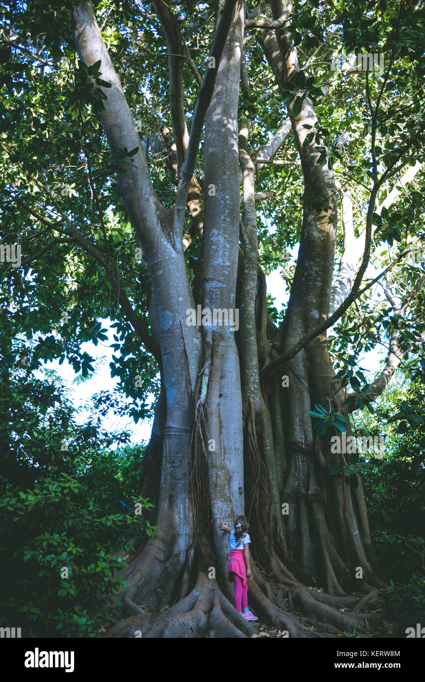 A young gazing up at a massive 900 years old rubber tree Stock Photo ...