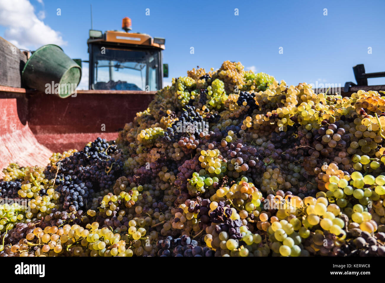Grapes in truck hi-res stock photography and images - Alamy