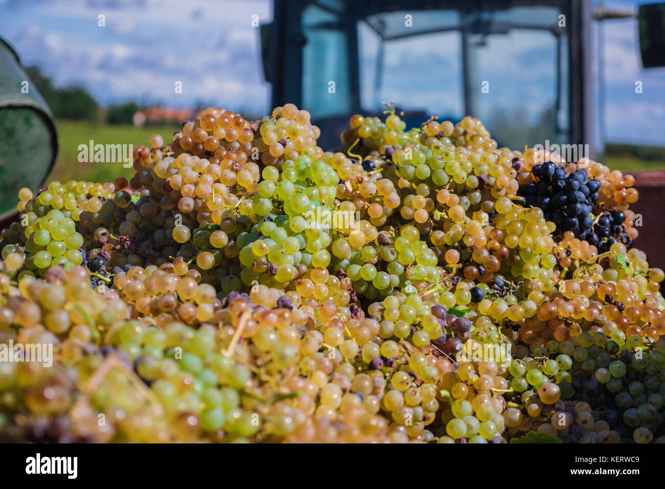 Grapes in truck hi-res stock photography and images - Alamy
