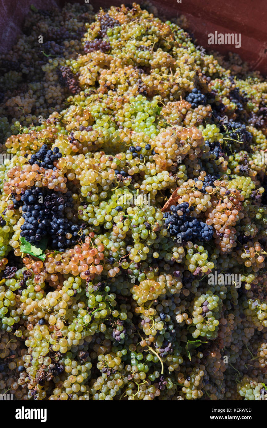 Grape harvest transport hi-res stock photography and images - Alamy