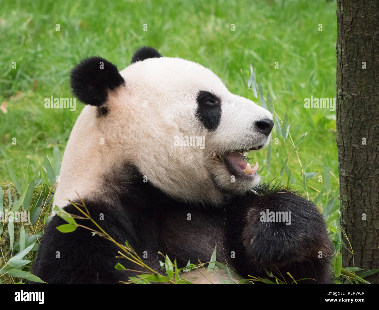 Giant panda bear sitting and eating bamboo Stock Photo - Alamy