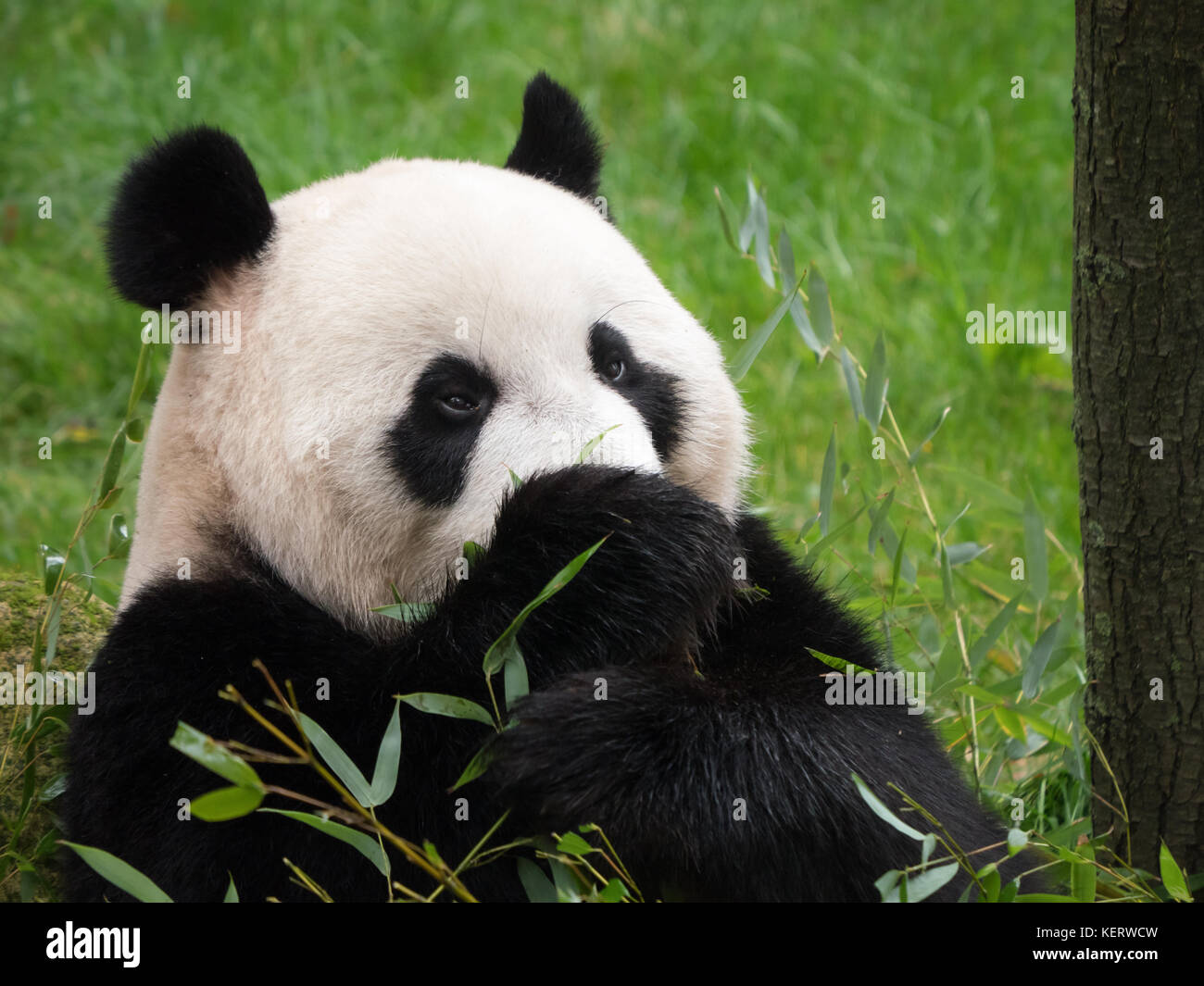 Giant panda bear sitting and eating bamboo Stock Photo - Alamy