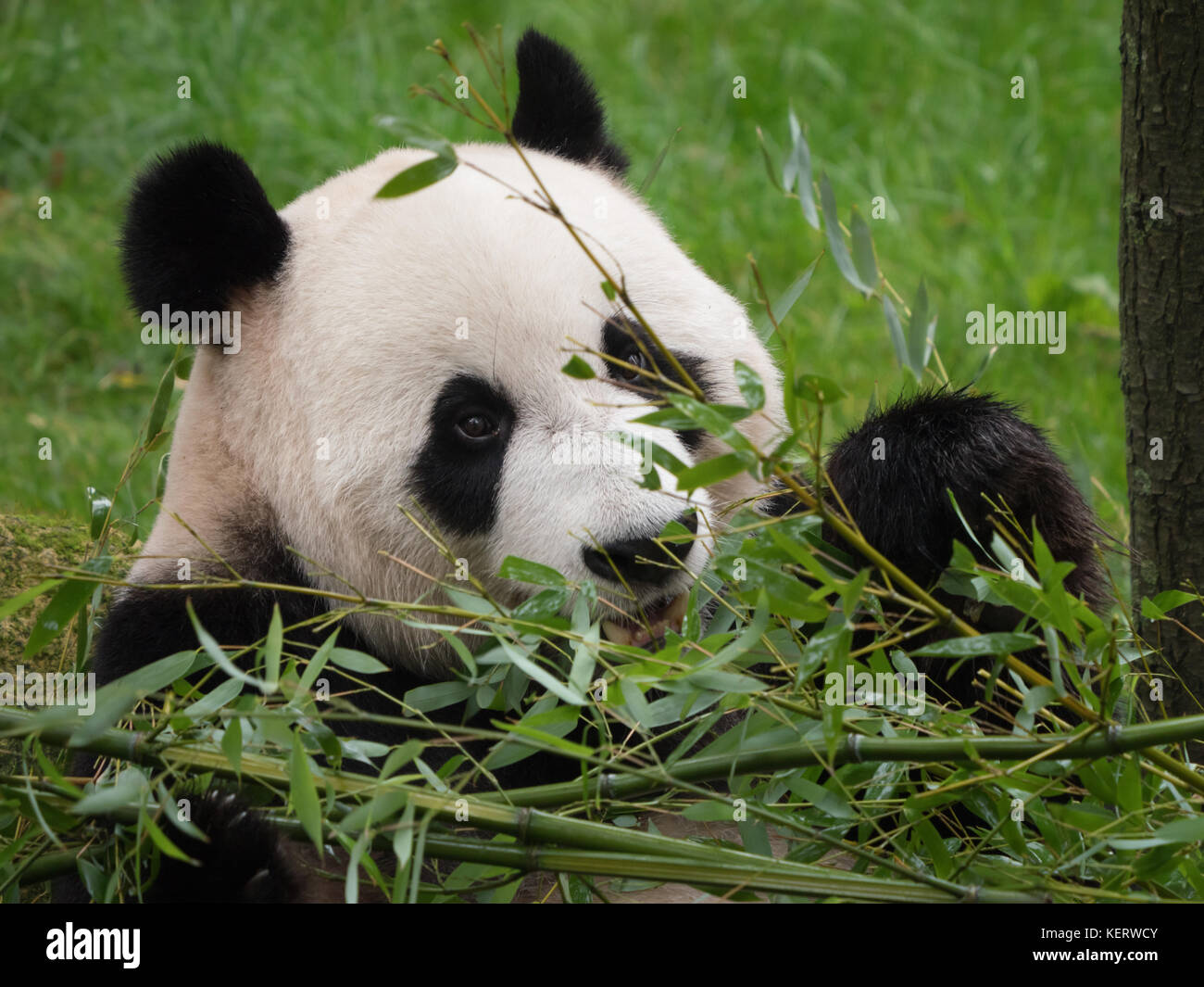 Giant panda bear sitting and eating bamboo Stock Photo - Alamy
