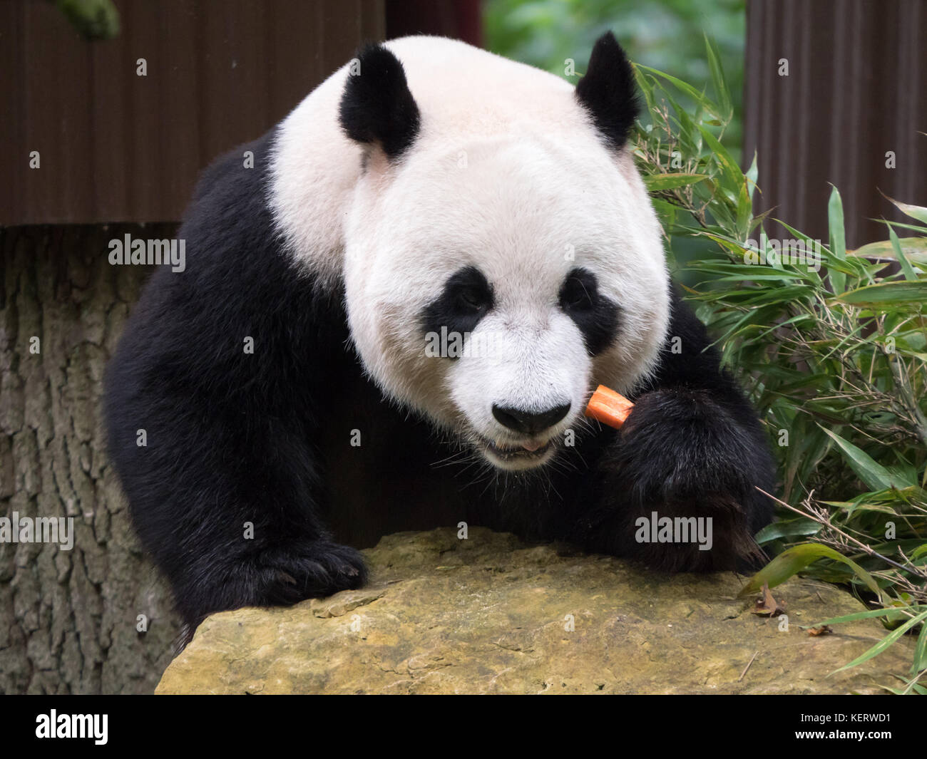 Giant panda bear sitting and eating a carrot Stock Photo - Alamy