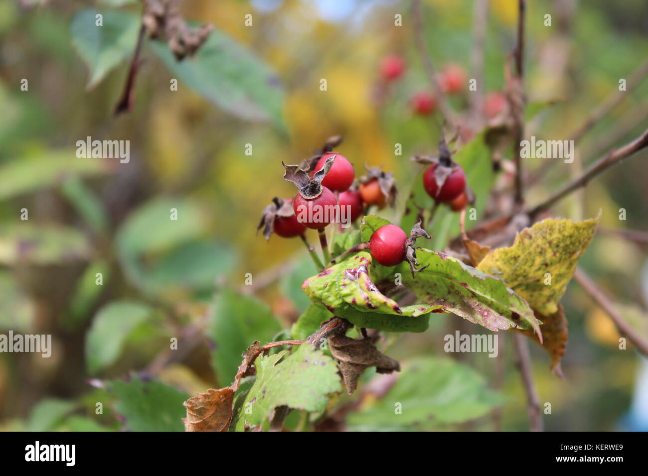 Red berrys hi-res stock photography and images - Alamy