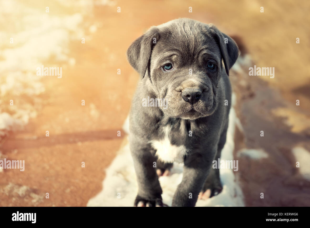 Grey Neapolitan Mastiff puppy Stock Photo - Alamy