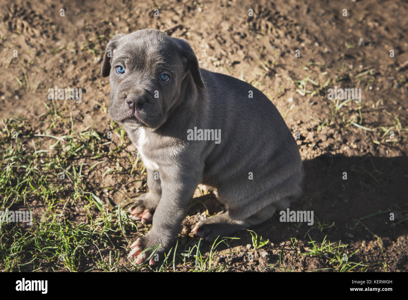 Grey Neapolitan Mastiff puppy Stock Photo - Alamy