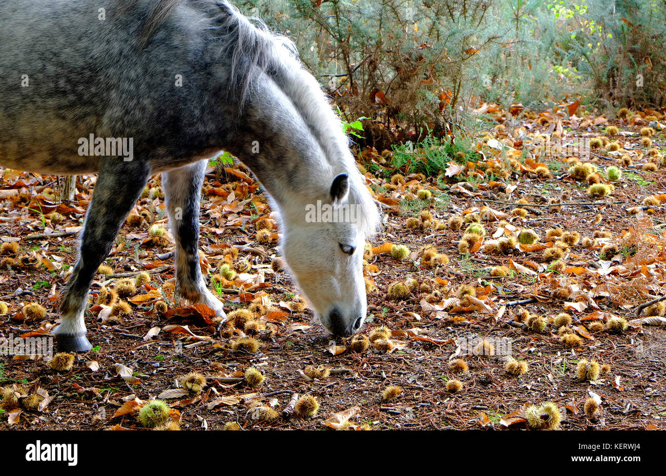 wild ponies eating sweet chestnuts off ground, holt country park, north ...