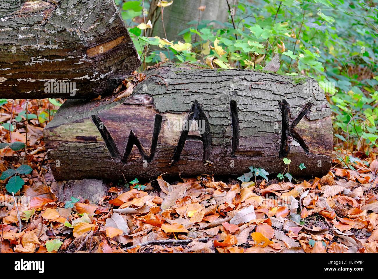 Letters carved into tree hi-res stock photography and images - Alamy