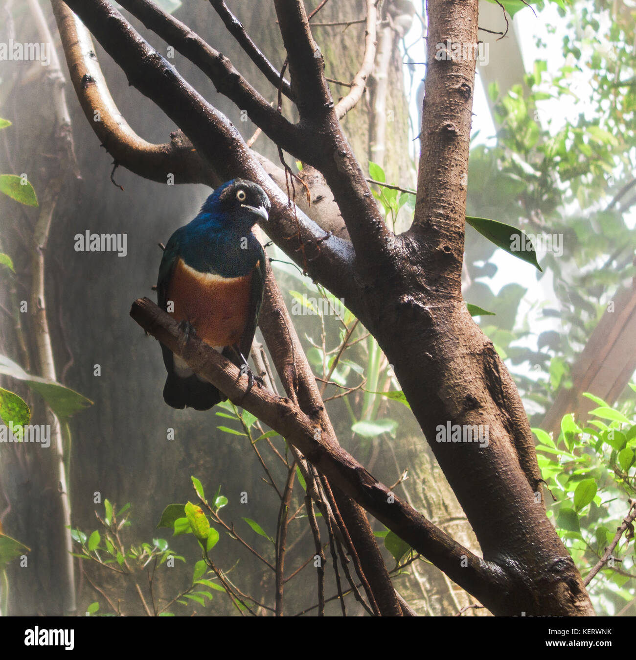 Superb Starling, Lamprotornis superbus Stock Photo - Alamy