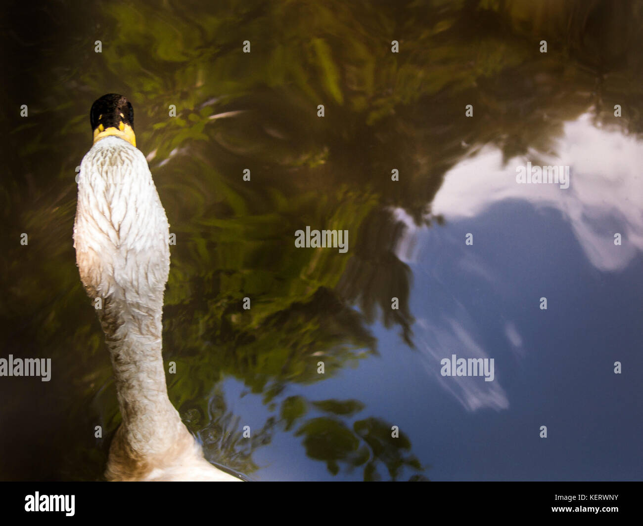 High Angle Rear View of Swan on Pond Stock Photo - Alamy