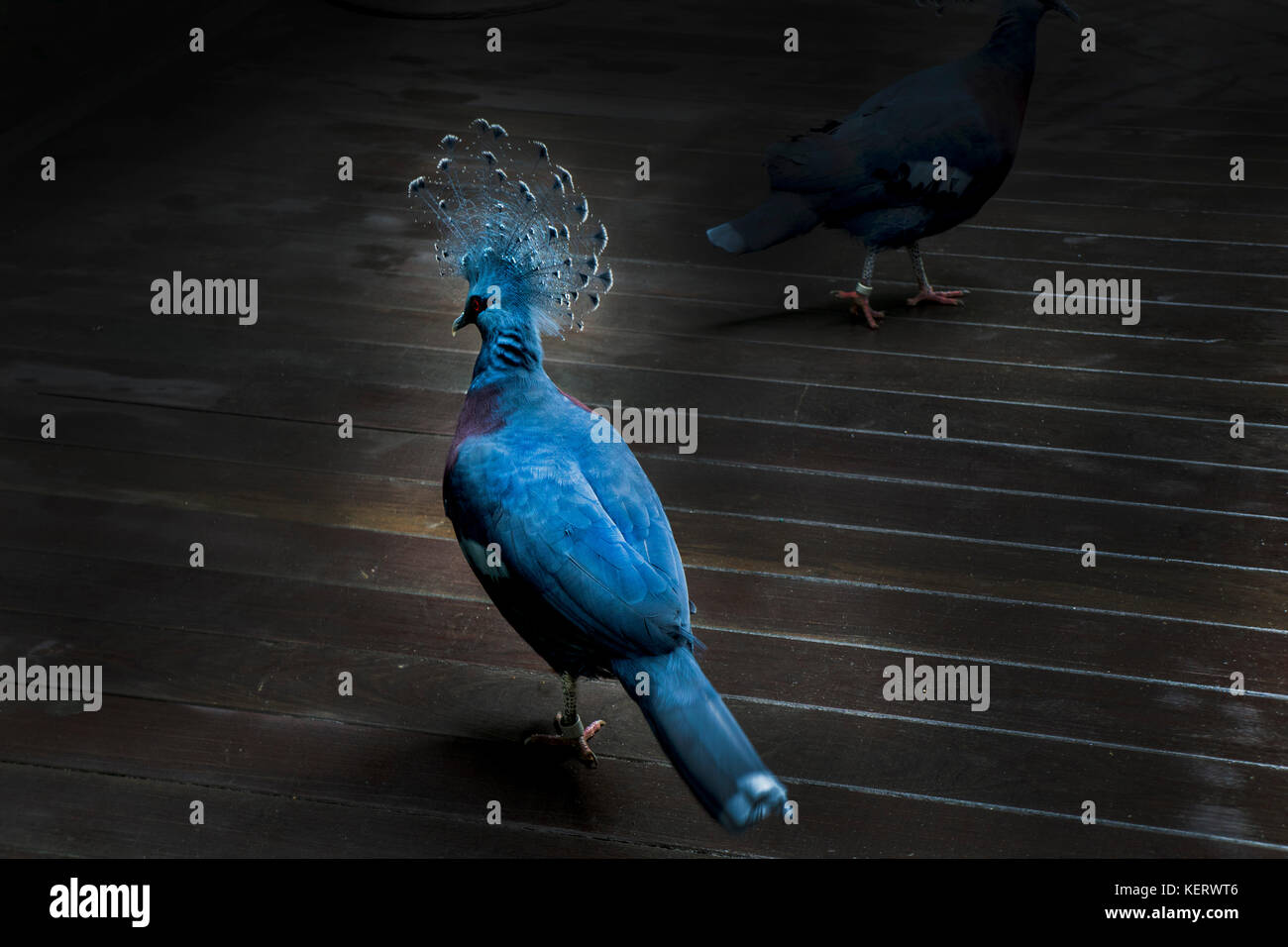 Rear View Close-up of Victoria Crowned Pigeon Stock Photo - Alamy