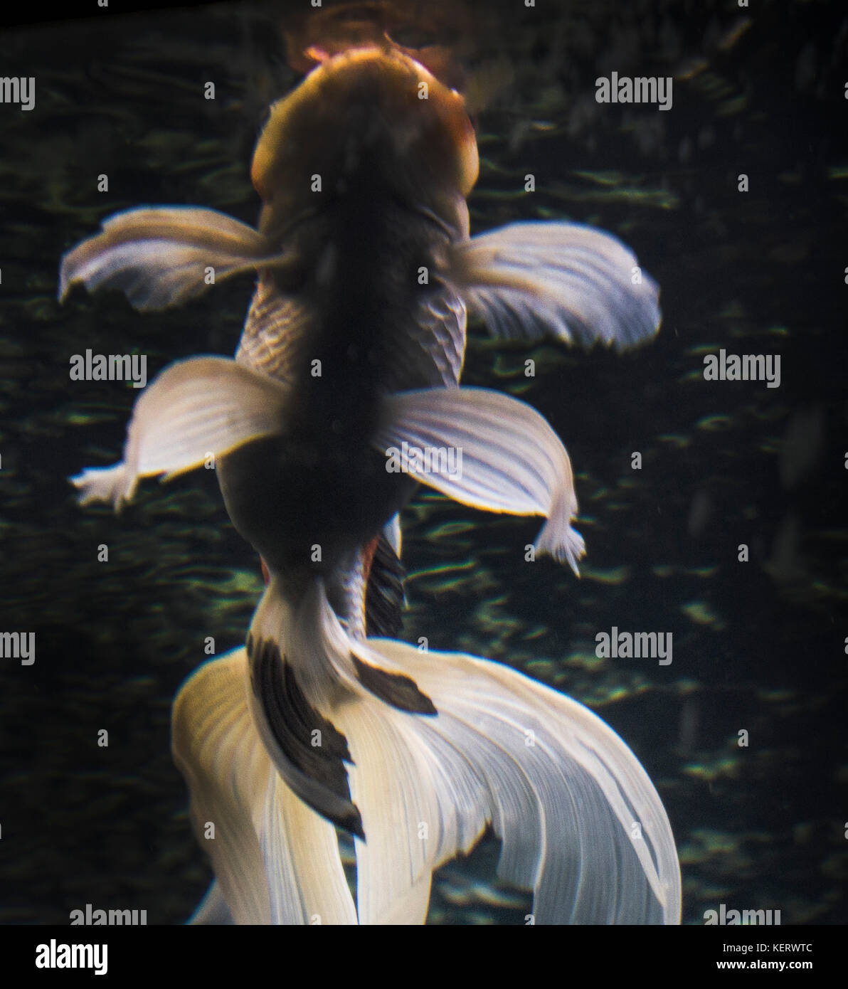 Oranda goldfish hi-res stock photography and images - Alamy