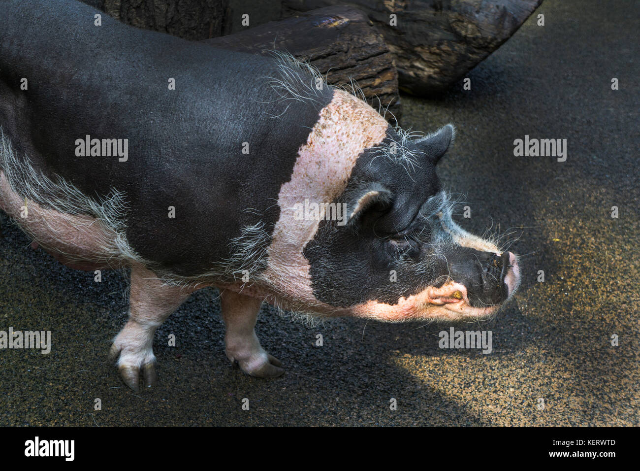High Angle View of Pot-Bellied Pig Stock Photo - Alamy