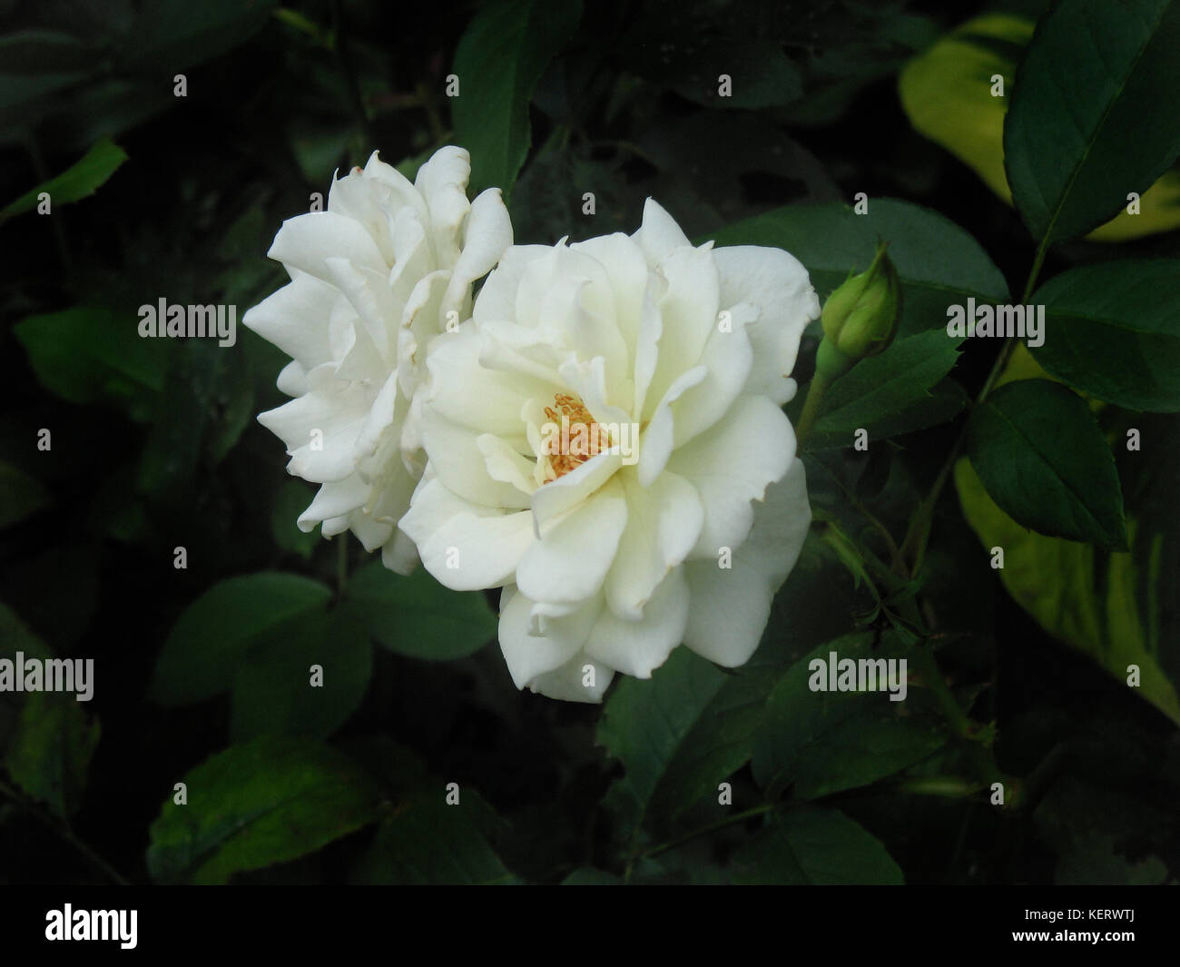 Close-up of White Rose Stock Photo - Alamy